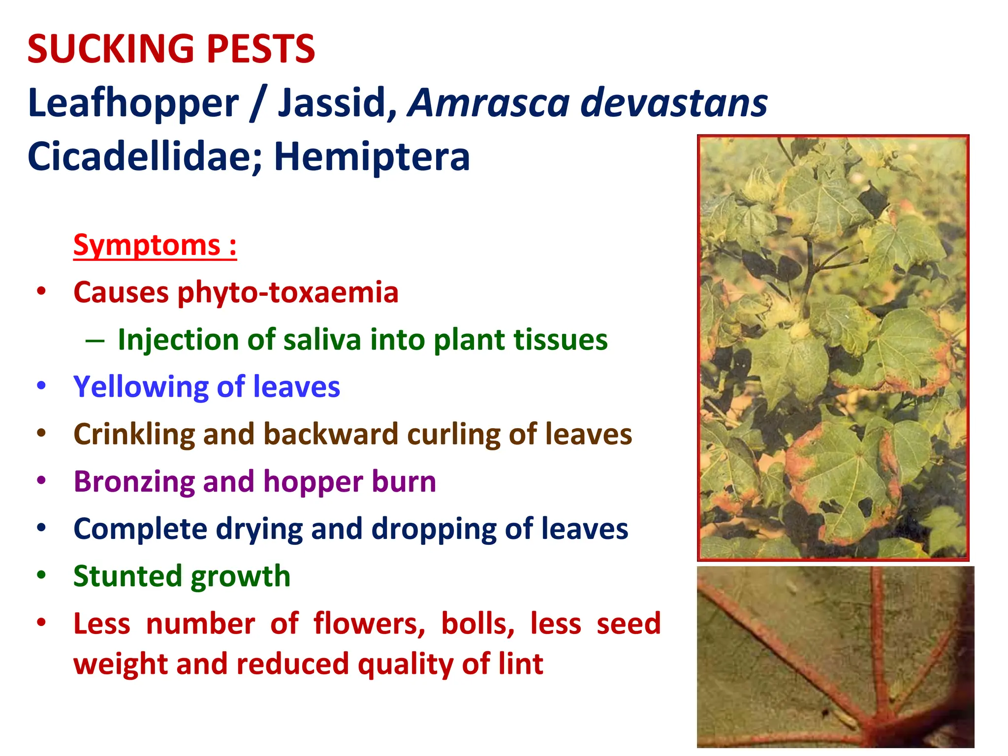 AEN Lec. 21. Pests of cotton| entomology.. | PDF