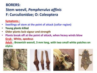 AEN Lec. 21. Pests of cotton| entomology.. | PDF