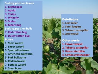AEN Lec. 21. Pests of cotton| entomology.. | PDF
