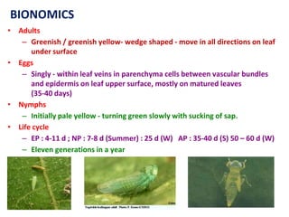 AEN Lec. 21. Pests of cotton| entomology.. | PDF