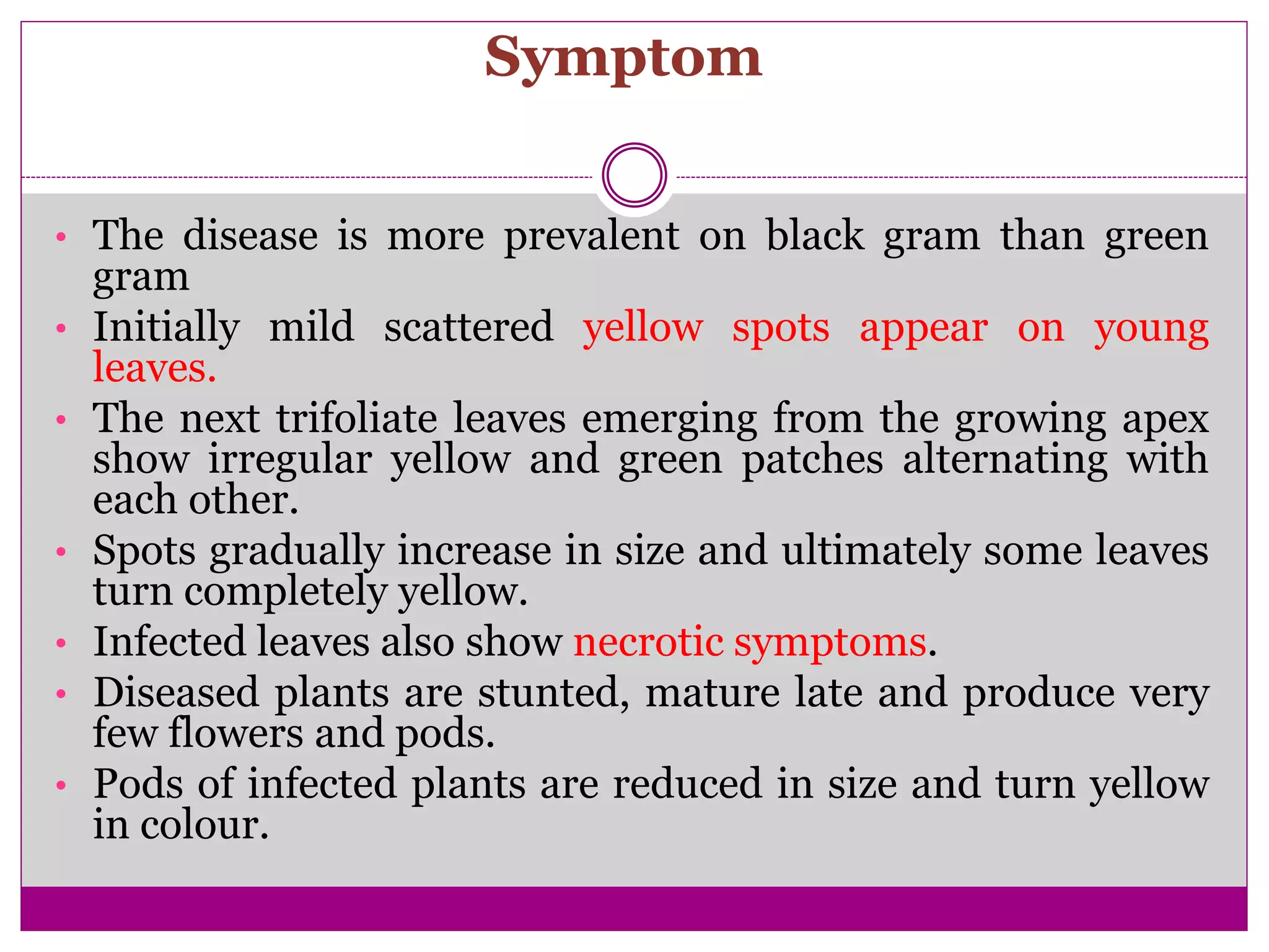 Insect vector for plant diseases | PPTX