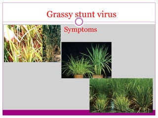 Insect vector for plant diseases | PPTX