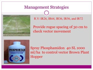 Insect vector for plant diseases | PPTX