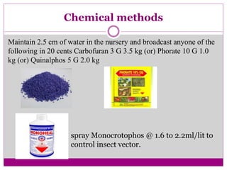 Insect vector for plant diseases | PPTX