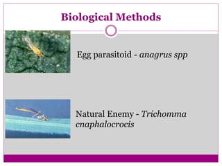 Insect vector for plant diseases | PPTX