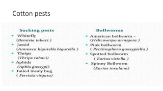 INTEGRATED PEST MANAGEMENT IN COTTON | PPTX | Agriculture | Industries