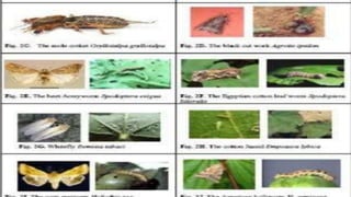 INTEGRATED PEST MANAGEMENT IN COTTON | PPTX | Agriculture | Industries