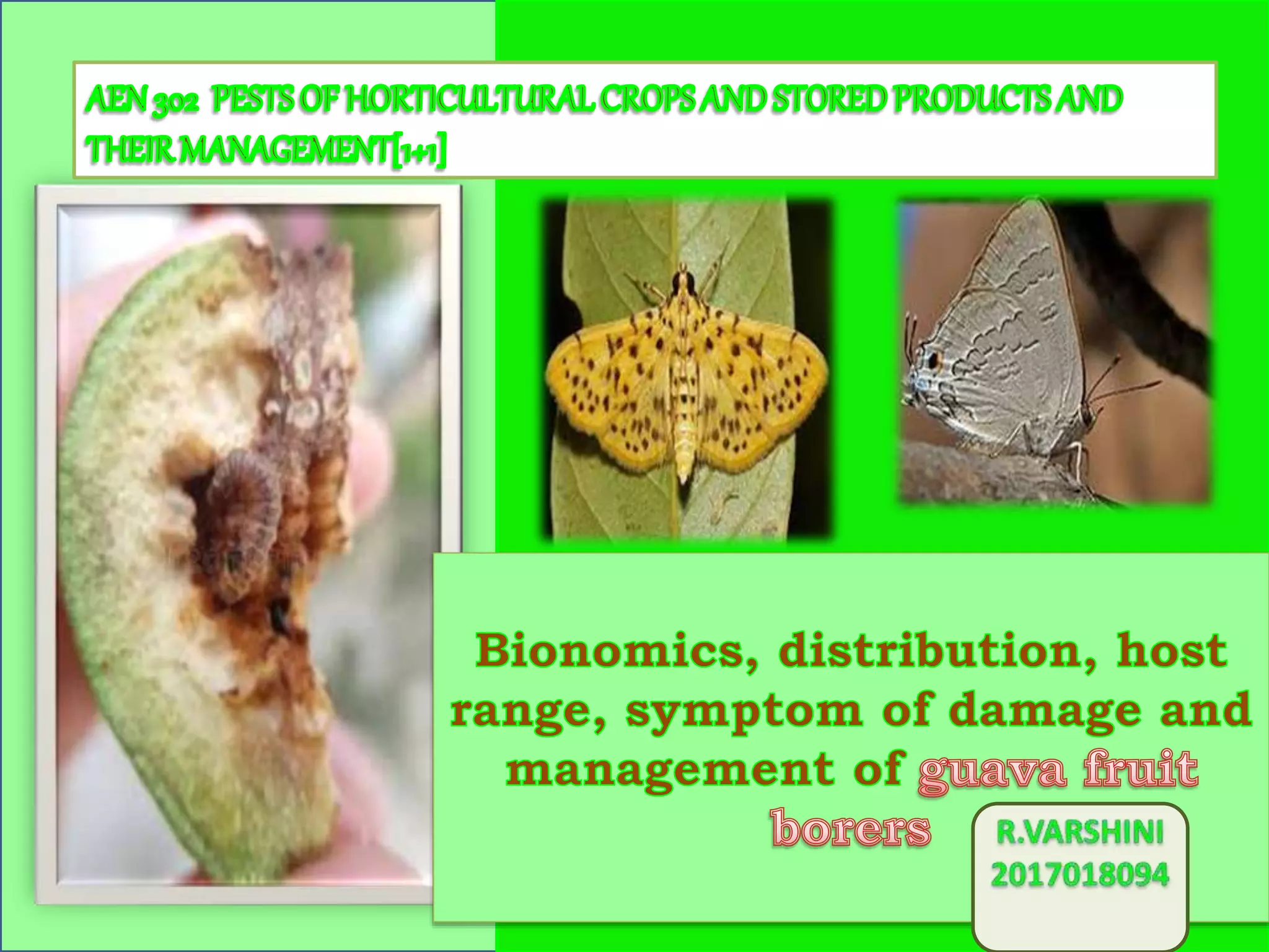 guava fruit borers | PPTX