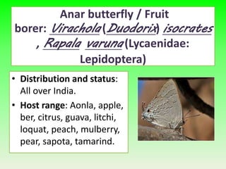 guava fruit borers | PPT