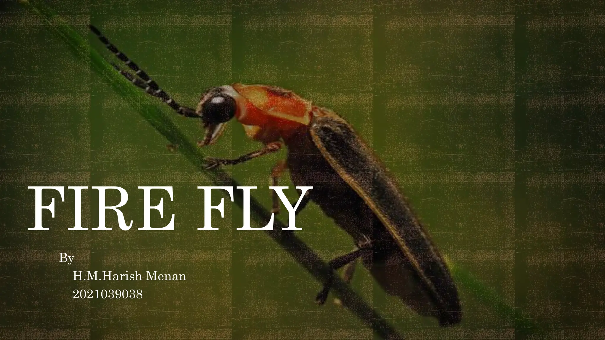 A short presentation about the insect fire fly | PPTX