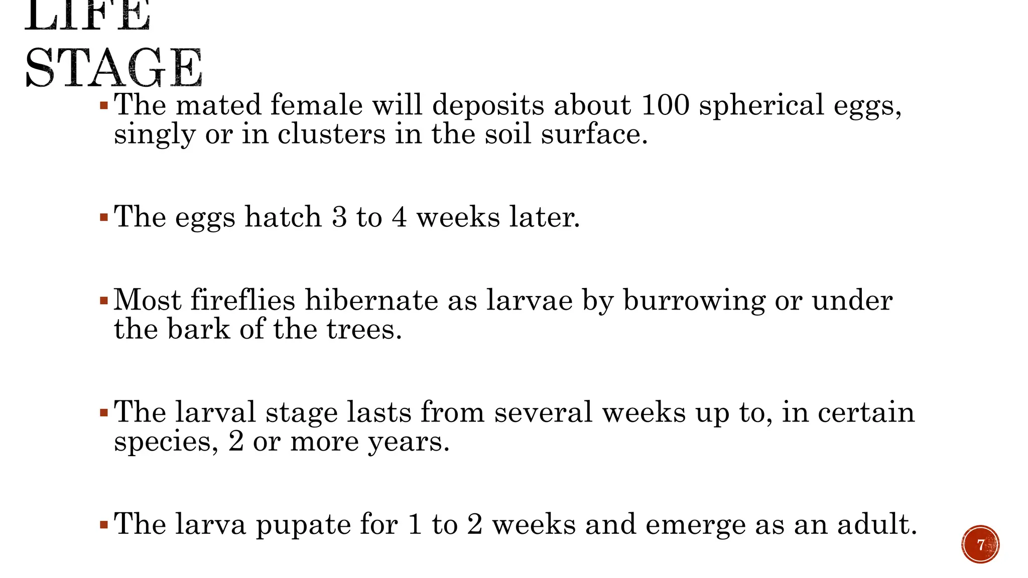 A short presentation about the insect fire fly | PPTX