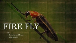 A short presentation about the insect fire fly | PPT
