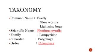 A short presentation about the insect fire fly | PPT