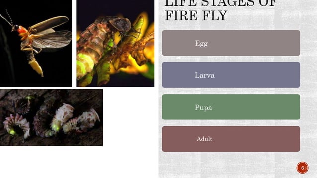 A short presentation about the insect fire fly | PPT