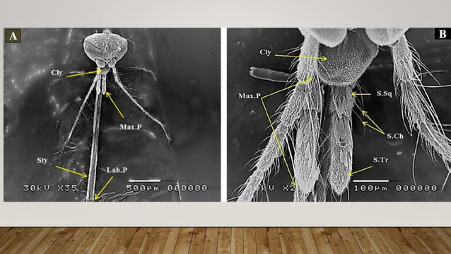 AEN PRESENTATION.pptx