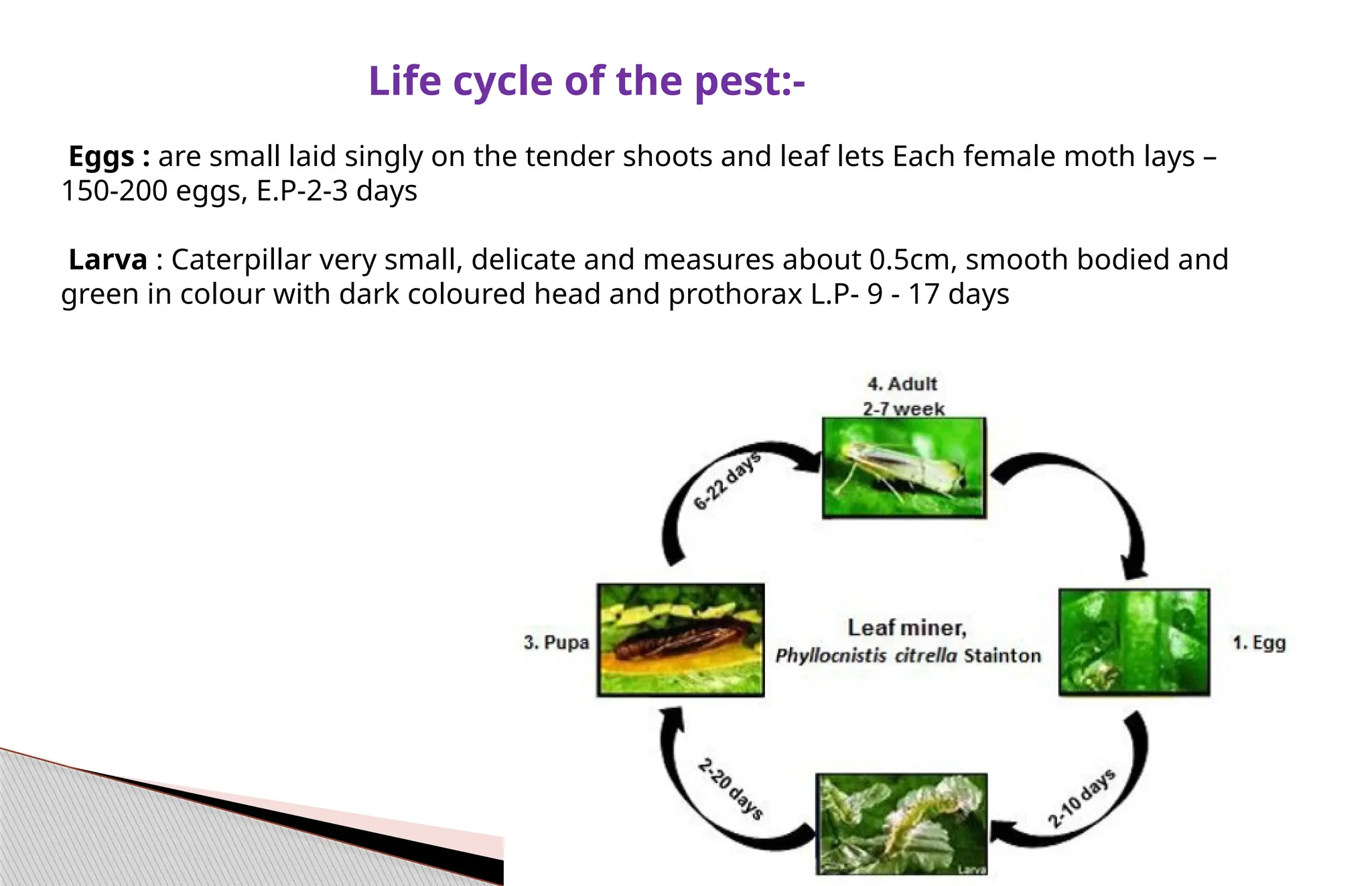 Entomology (teksingh) sort and best material of groundnut pest and ...