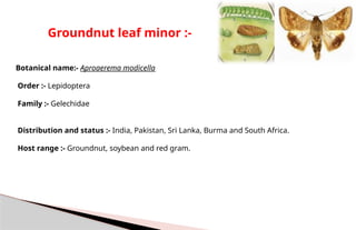 AENT-5312 Teksingh.ppt STUDY OF ENTOMOLOGY GROUNDNUT PEST AND ...