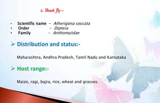 Sorghum and maize insect (Teksingh chan.) | PPTX