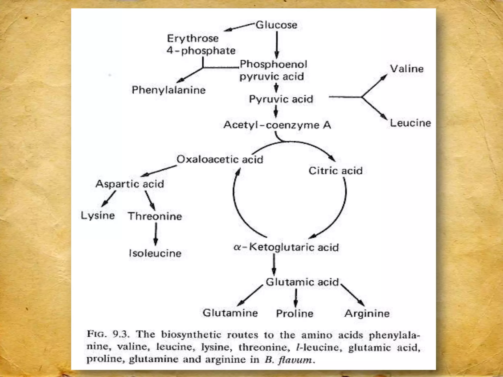 Aeration & agitation in fermentation | PPTX