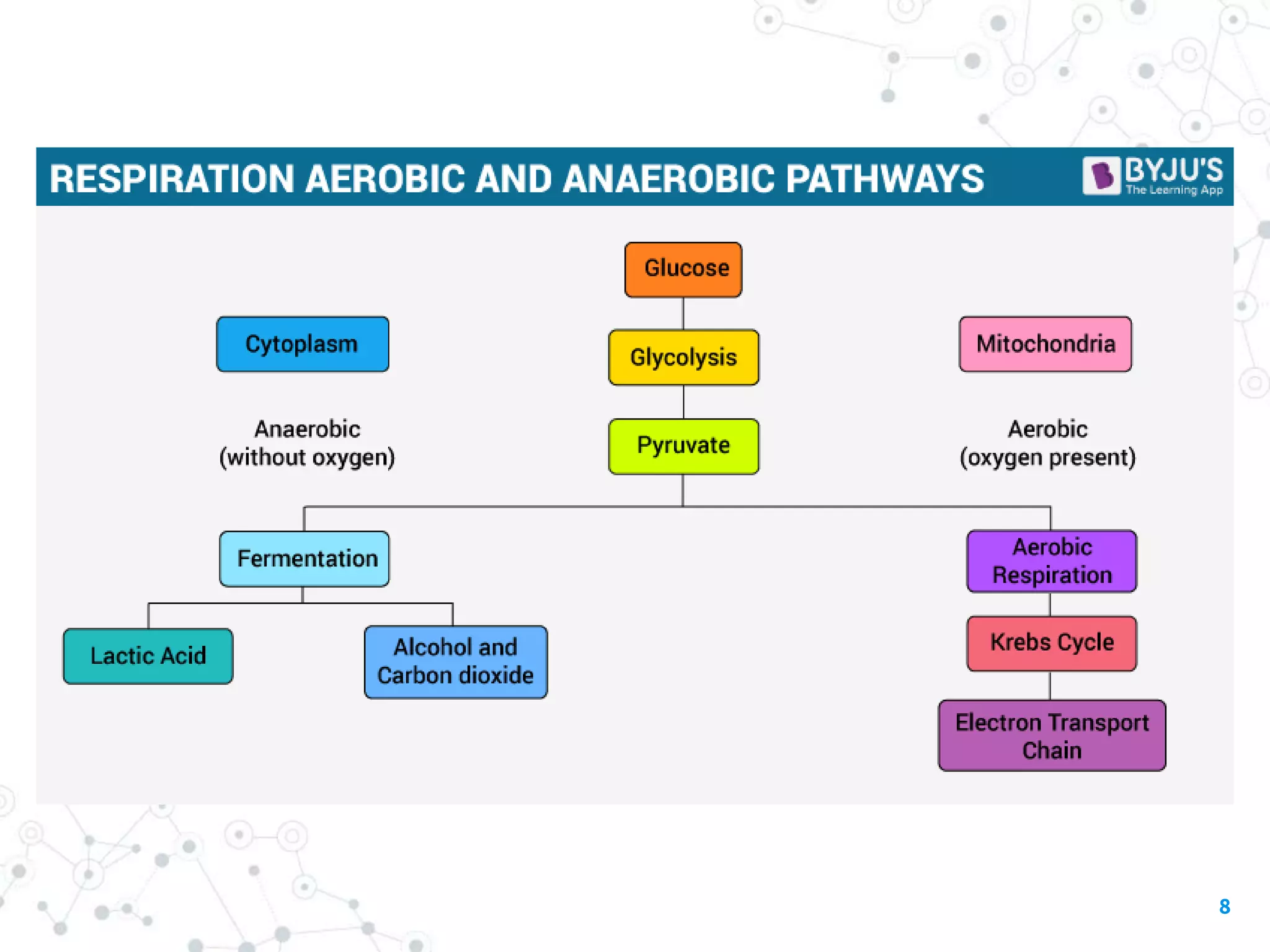 Aerobic-and-Anaerobic-Respiration.pptx