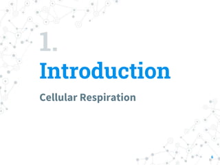 Aerobic-and-Anaerobic-Respiration.pptx