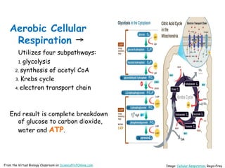 Aerobic-Respiration-Biology-Lecture-PowerPoint-VCBCct.pptx