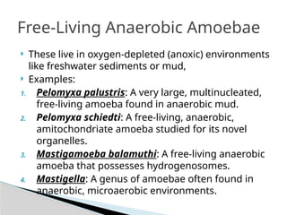 AEROBIC AND ANAEROBIC AMOEBA : overview. | PPTX