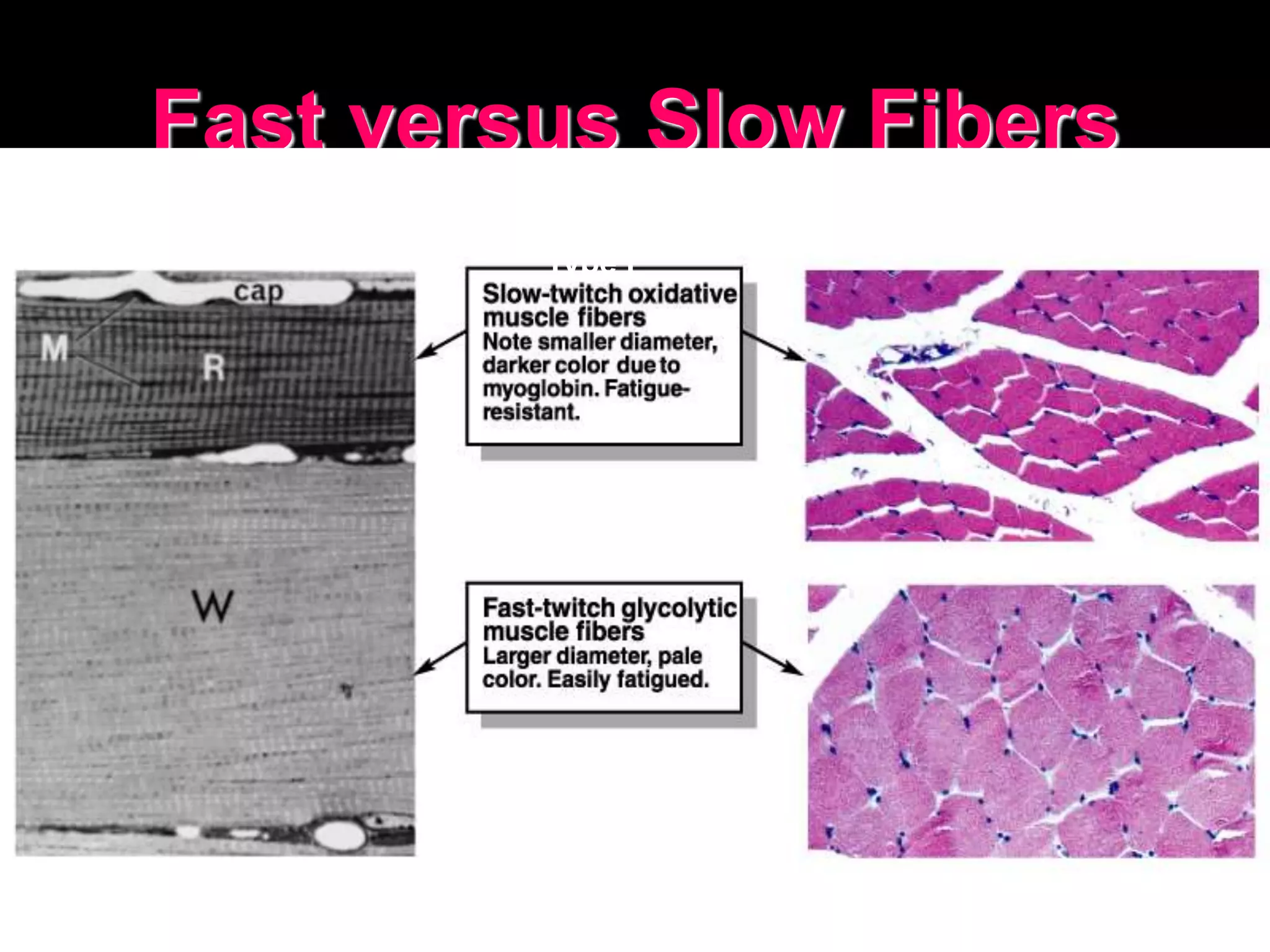 AerobicandAnaerobic MuscleMetabolism (1).ppt