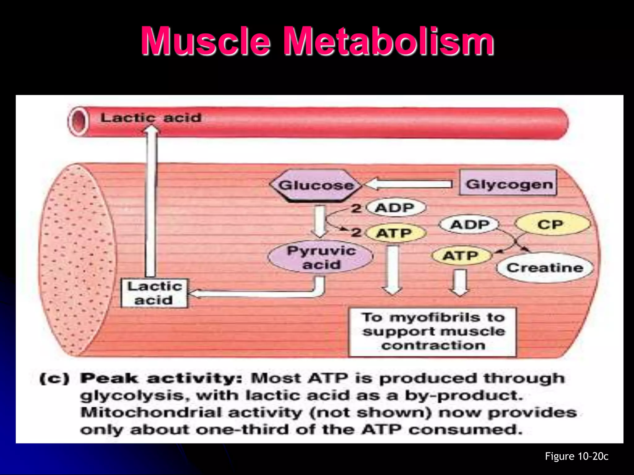 AerobicandAnaerobic MuscleMetabolism (1).ppt