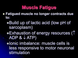 AerobicandAnaerobic MuscleMetabolism (1).ppt