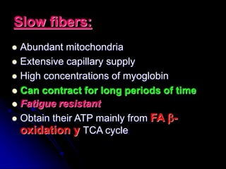 AerobicandAnaerobic MuscleMetabolism (1).ppt