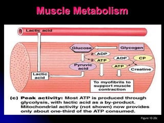 AerobicandAnaerobic MuscleMetabolism (1).ppt