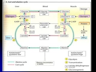 AerobicandAnaerobic MuscleMetabolism (1).ppt