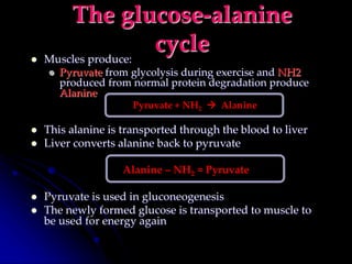 AerobicandAnaerobic MuscleMetabolism (1).ppt