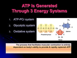 AerobicandAnaerobic MuscleMetabolism (1).ppt