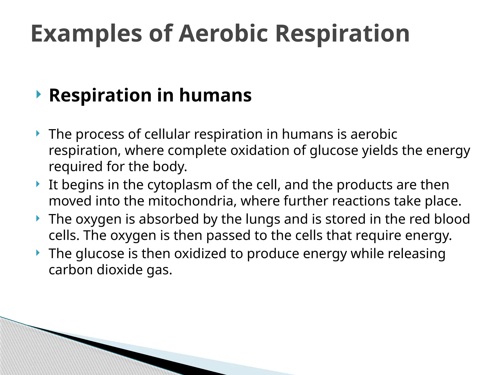 Aerobic And Anaerobic Processes details.pptx