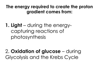 Aerobic and anaerobic respiration | PDF