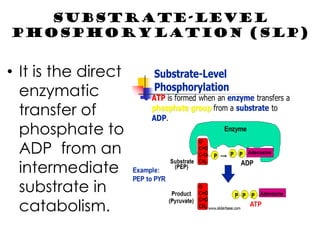 Aerobic and anaerobic respiration | PDF