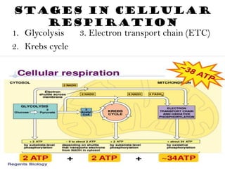 Aerobic and anaerobic respiration | PPT