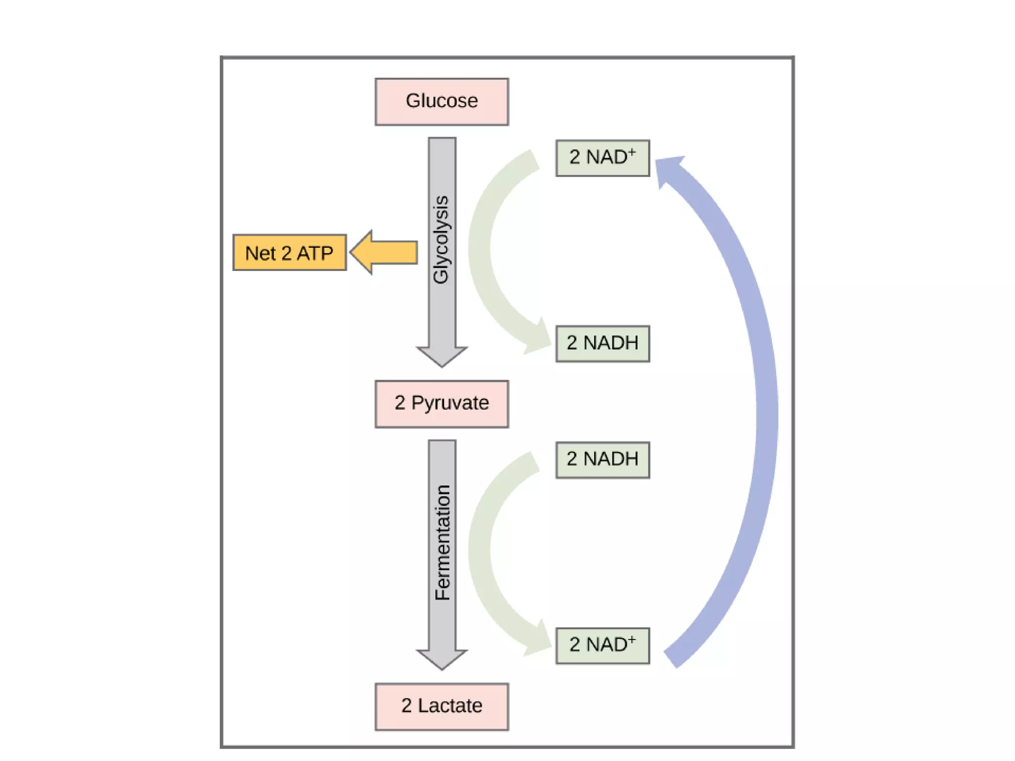aerobic and anaerobic respiration.pptx