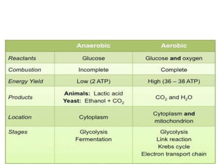 aerobic and anaerobic respiration.pptx