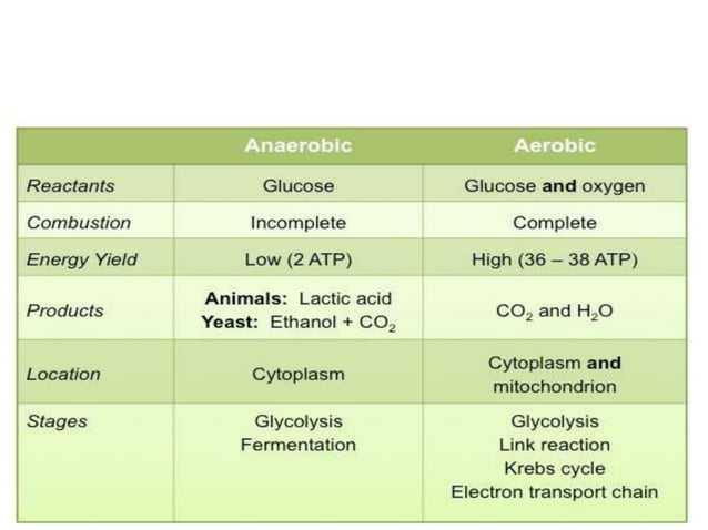 aerobic and anaerobic respiration.pptx
