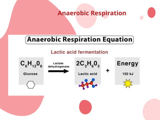 Aerobic and Anaerobic respiration and CPR.pptx