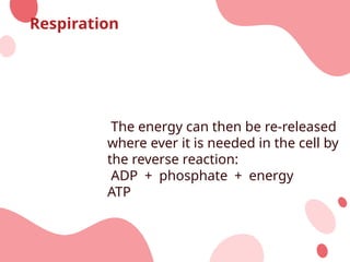 Aerobic and Anaerobic respiration and CPR.pptx