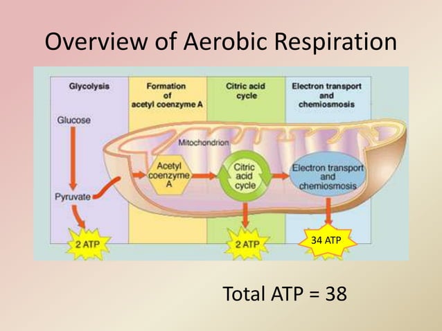 Aerobic and anaerobic_respiration_b | PPT
