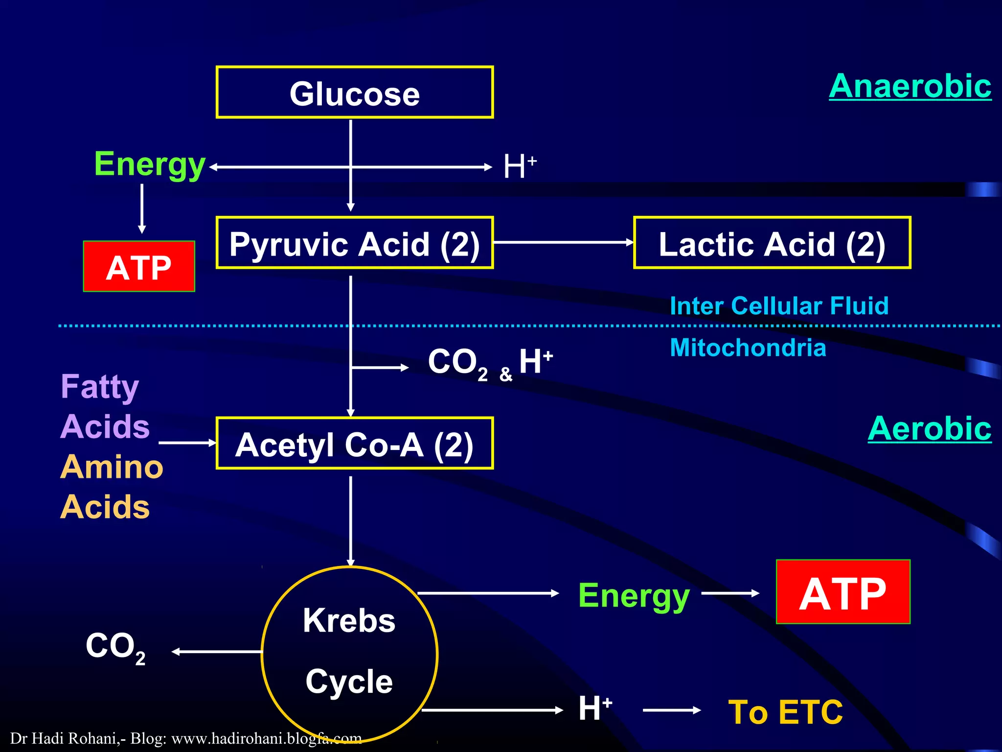 Aerobic and anaerobic tests | PPT