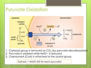 Aerobic cellular respiration | PPTX