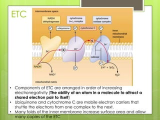 Aerobic cellular respiration | PPTX