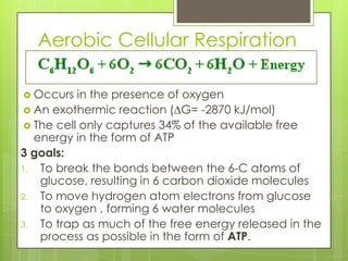 Aerobic cellular respiration | PPTX