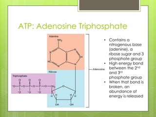 Aerobic cellular respiration | PPTX